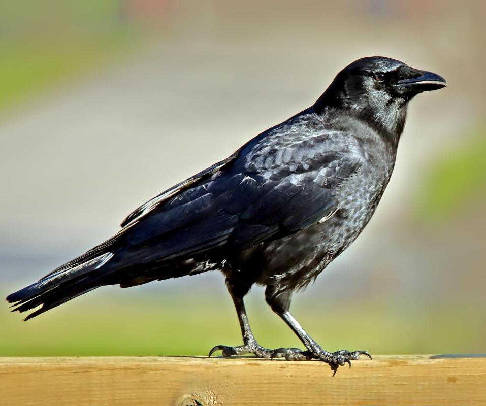 What Does as The Crow Flies Mean with Picture what-does-as-the-crow-flies-mean-with-picture