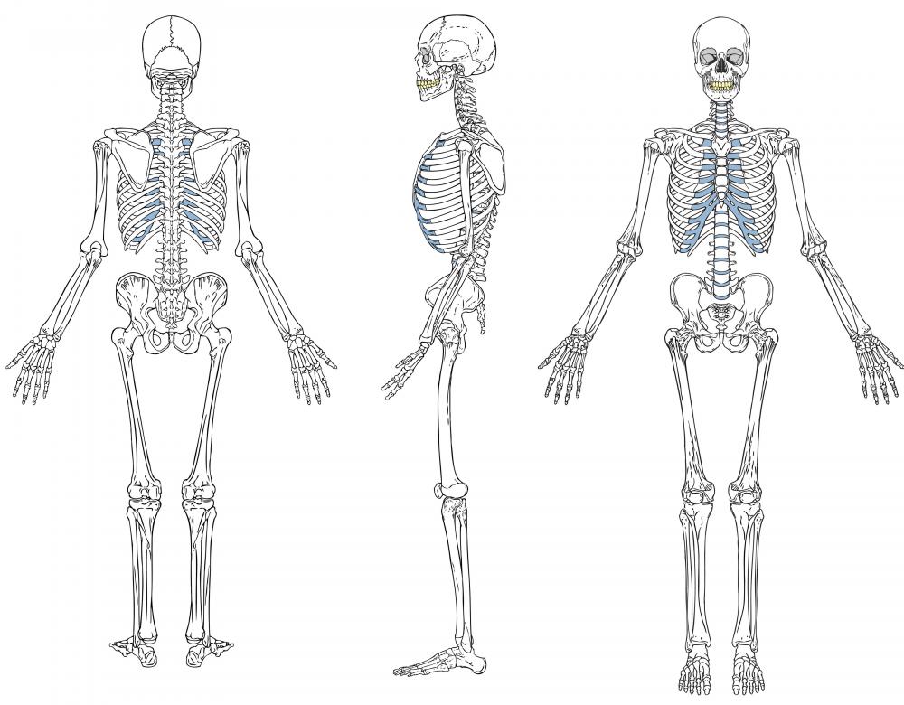 What Is A Skeletal System Diagram with Pictures What Is A Skeletal System Diagram with Pictures