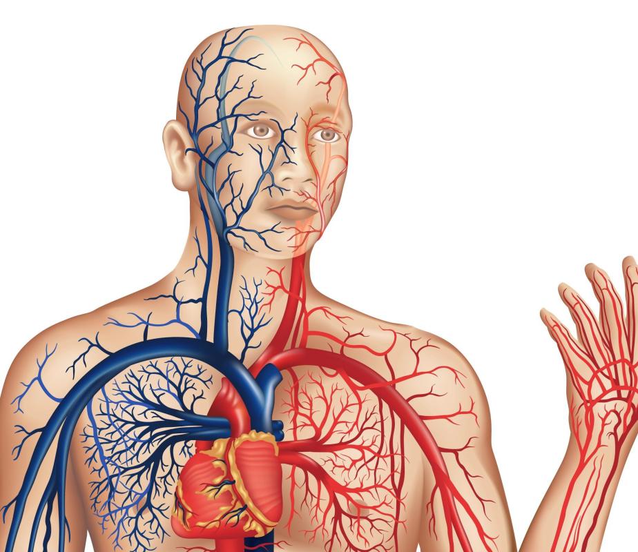 What Is The Structure Of The Circulatory System What Is The Structure Of The Circulatory System