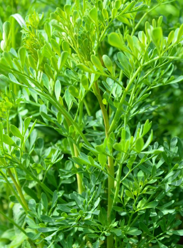 What is Rue? (with pictures)