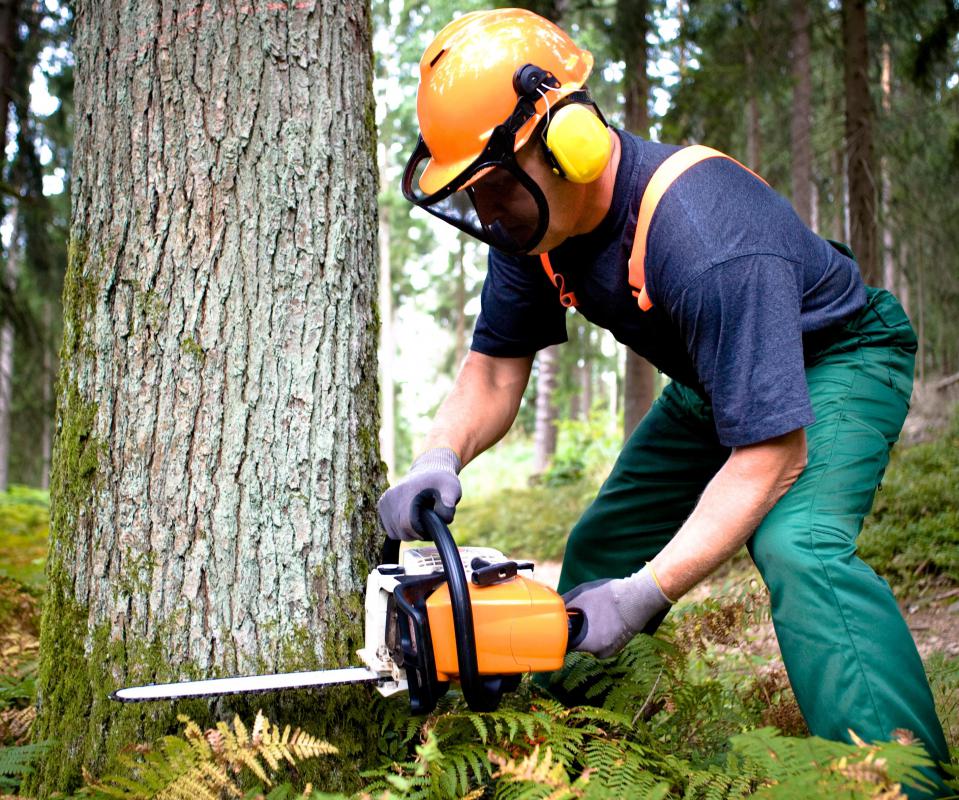 What Is Tree Felling with Pictures 
