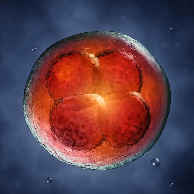 What Is Embryonic Stem Cell Research with Pictures 